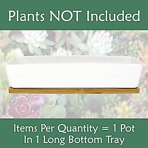 Ceramic Succulent Pots - 1 Pot - Long Rectangle - with Bamboo Tray - White - 11"