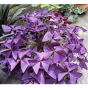 MOKALALA 10 Pcs Purple Shamrock Bulbs Seeds | Non-GMO | Oxalis Triangularis Organic Bulbs Plants Seeds for Planting Home Garden