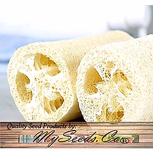 Big Pack - (100) Luffa Luffa Cylindrica Loofah Seeds - Dishcloth Or Luffa Gourd Fruits Grow To Approx. 2' - Non-GMO Seeds By MySeeds.Co (Big Pack - Luffa Gourd Reg)