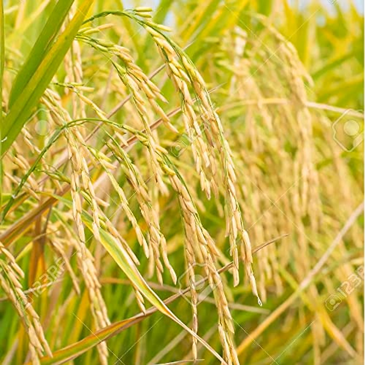 QAUZUY GARDEN 20 Premium Seeds Rice Carolina Gold Seeds Ornamental Herb Seeds to Plant Indoor Outdoor Survival Gear Food Seeds Easy to Grow