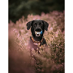 Proden PlaqueOff Dental Care for Dogs and Cats, 180gm