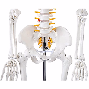 Axis Scientific Mini Human Skeleton Model with Metal Stand, 31" Tall with Removable Arms and Legs, Easy to Assemble, Includes Detailed Product Manual for Study