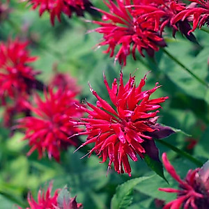 Park Seed Panorama Mix Bee Balm Seeds, Ultra-Colorful Fragrant Flowers, Pack of 100 Seeds