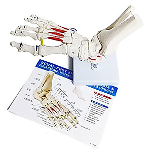 Foot Skeleton Model On Elastic, W/Tibia-Fibula Stump Strung Elastic Bungee Muscle Insertions & Origins, Natural Cast for Accurate Representation Study Kinematics Podiatrist Orthotisit Physiotherapist