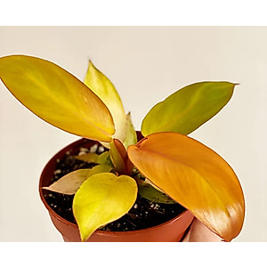 Philodendron Plant Prince of Orange Live Plant - 4'' Pot Houseplant Ornaments Perennials Garden Growing Planting Can Grow Well Pots Gift