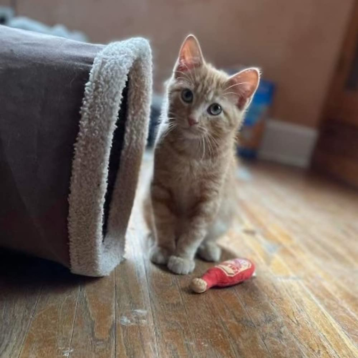 Huxley & Kent Cat Toy | Fat Cat Hot Sauce | Snack Attack Strong Catnip Filled Cat Toy | Soft Plush Kitty Toy with Catnip and Crinkle | Kittybelles