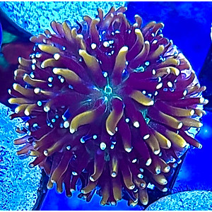 Live Saltwater Coral Frag - Golden Galaxea (Colony)