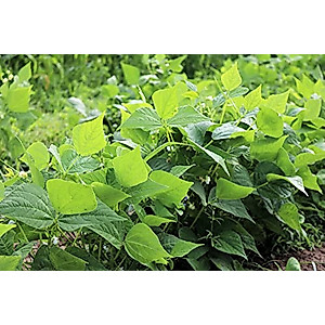 Henderson Baby Lima Bean Seeds for Planting, 30+ Heirloom Seeds Per Packet, (Isla's Garden Seeds), Non GMO Seeds, Botanical Name: Phaseolus lunatus, Great Yields, Excellent Garden Gift