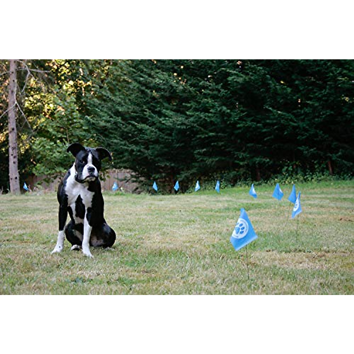 Educator FLAGS-50 Boundary Flags for E-Fence Underground Fence Containment System for Dogs, (Set of 50)