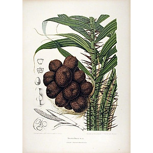 Zalacca Edulis [Salak Palm]