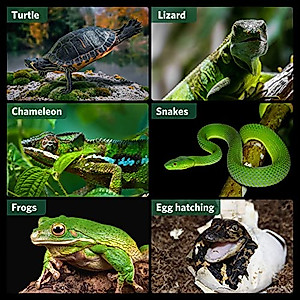 Reptile Humidifiers, 4.5L Mister for Reptiles, Reptile Fogger with Humidity Control, Terrarium Ball Python Snake Tank Accessories Chameleon Accessories, Automatic Reptile Misting System Humidity