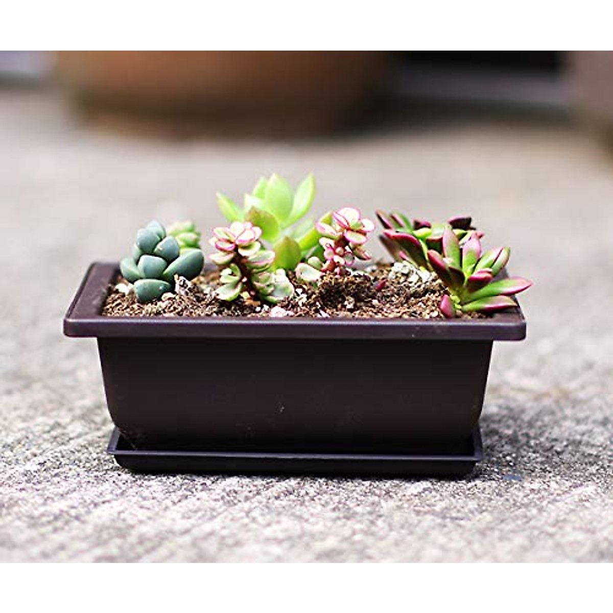 Yesland 24 Pcs Bonsai Training Pots of 6-1/2 Inch - Classic Deep Humidity Trays with Built in Mesh - Plastic Square Pot for Plants, Flowers, Herbs, African Violets & Seed Nursery