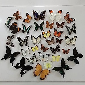 BigBigMe 10Pcs Natural Unmounted Rhopalocera/Le Papillon/Butterfly Specimen Artwork Material Decor, Taxidermy Animals Gifts for Kids Family