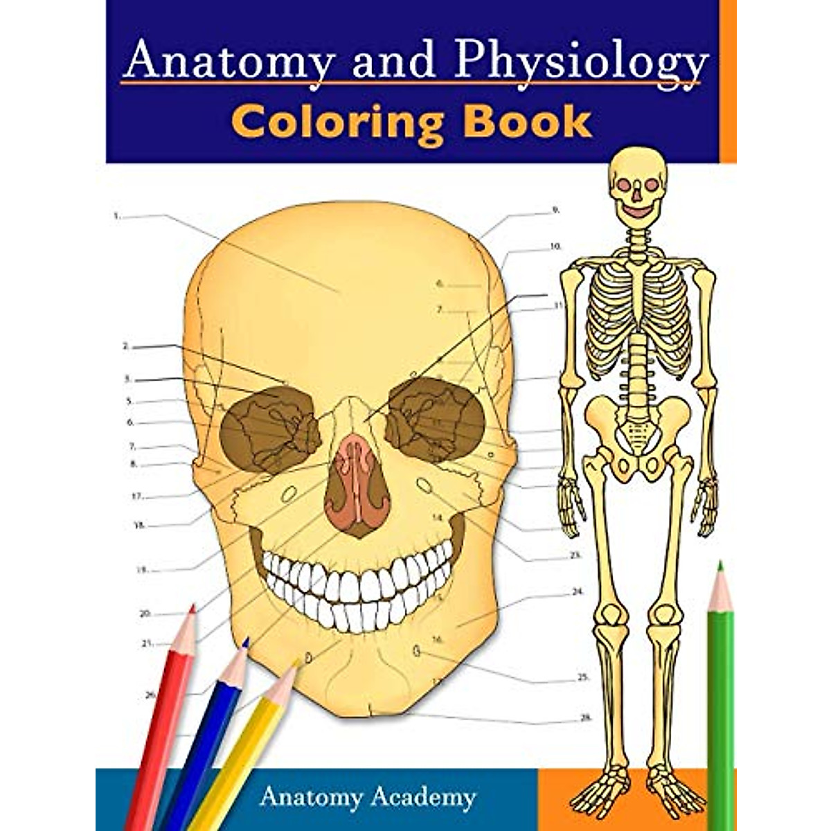 Anatomy and Physiology Coloring Book: Incredibly Detailed Self-Test Color workbook for Studying | Perfect Gift for Medical School Students, Doctors, Nurses and Adults