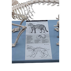Adult Cat Skeletal System, Anatomical Model, 8.25" Tall - Life Size Domestic Shorthair - Medical Quality, Mounted to Base - Eisco Labs