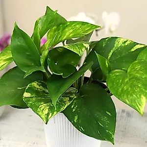 Altman Plants Golden Pothos Plant Live House Plant Live Plants, Trailing Plants Live Houseplants, Golden Pothos Live Plant Houseplant, Live Pothos Devils Ivy Live Plant Vine Money Plant Indoor Plants