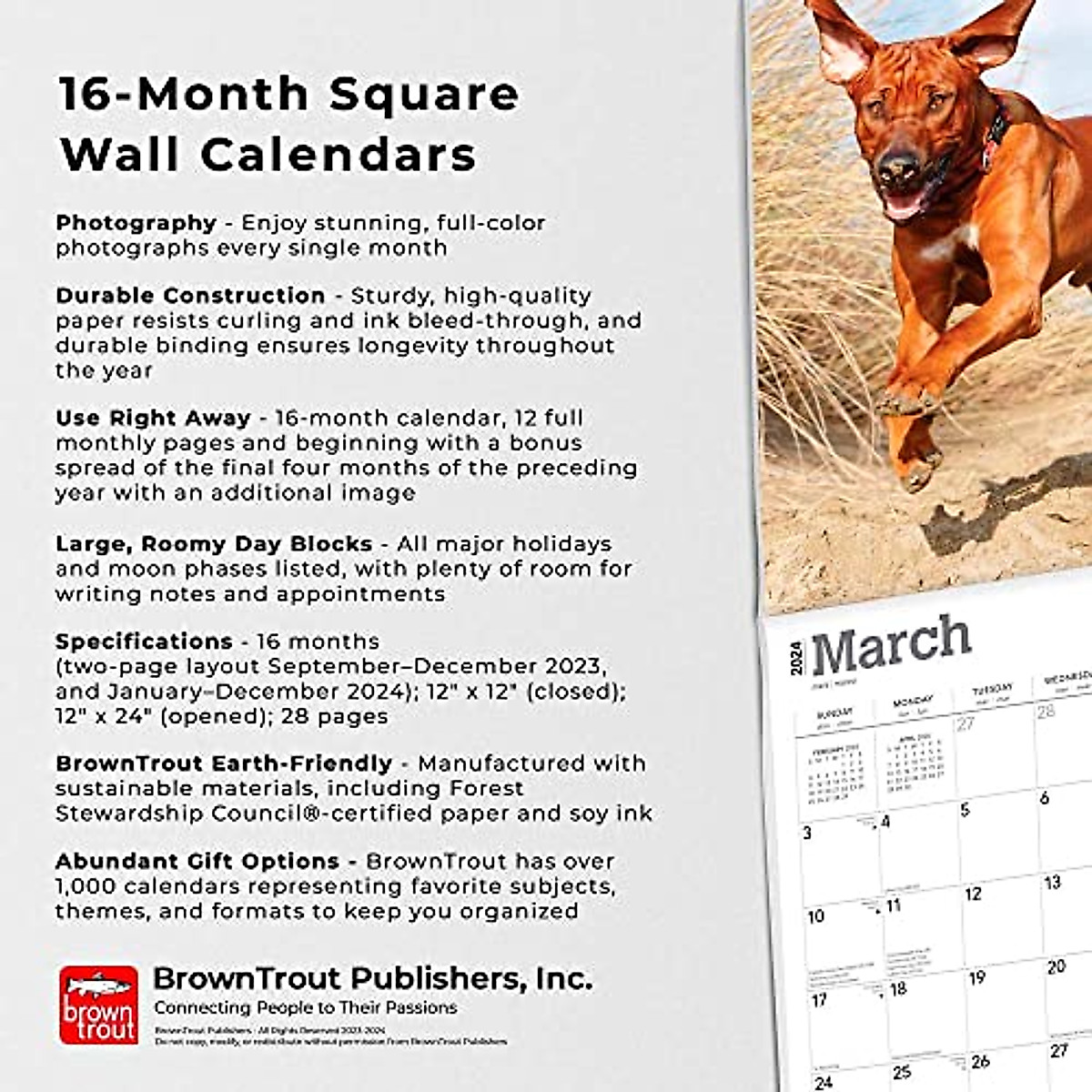 Rhodesian Ridgebacks | 2024 12 x 24 Inch Monthly Square Wall Calendar | BrownTrout | Animals Dog Breeds