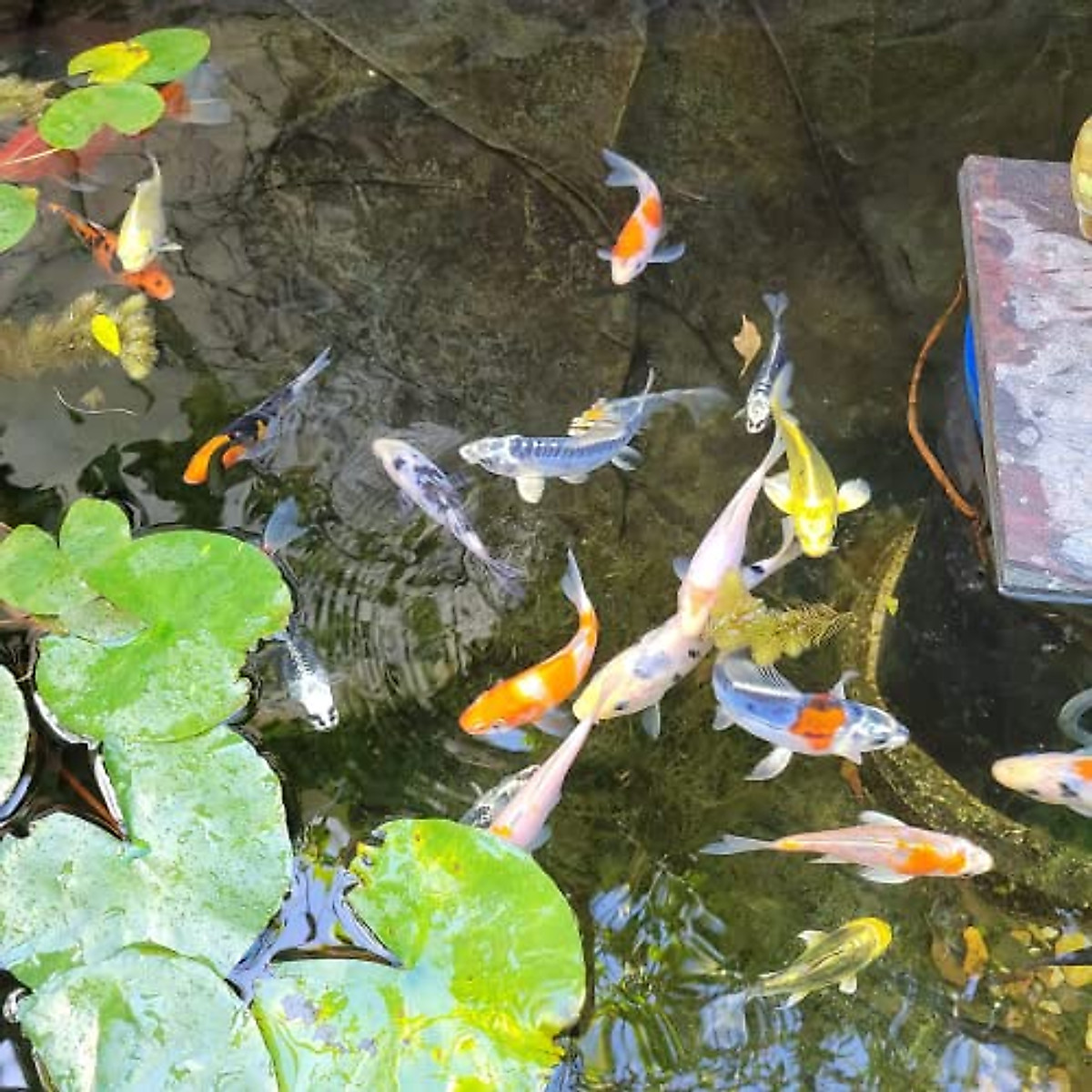 Toledo Goldfish Standard Fin Koi, Variety of Colors and Patterns - Perfect for Ponds or Aquariums - 4-5 Inches, 5 Count