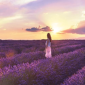 5000+ Provence Lavender Seeds Non-GMO Heirloom Garden Home for Planting, Blue