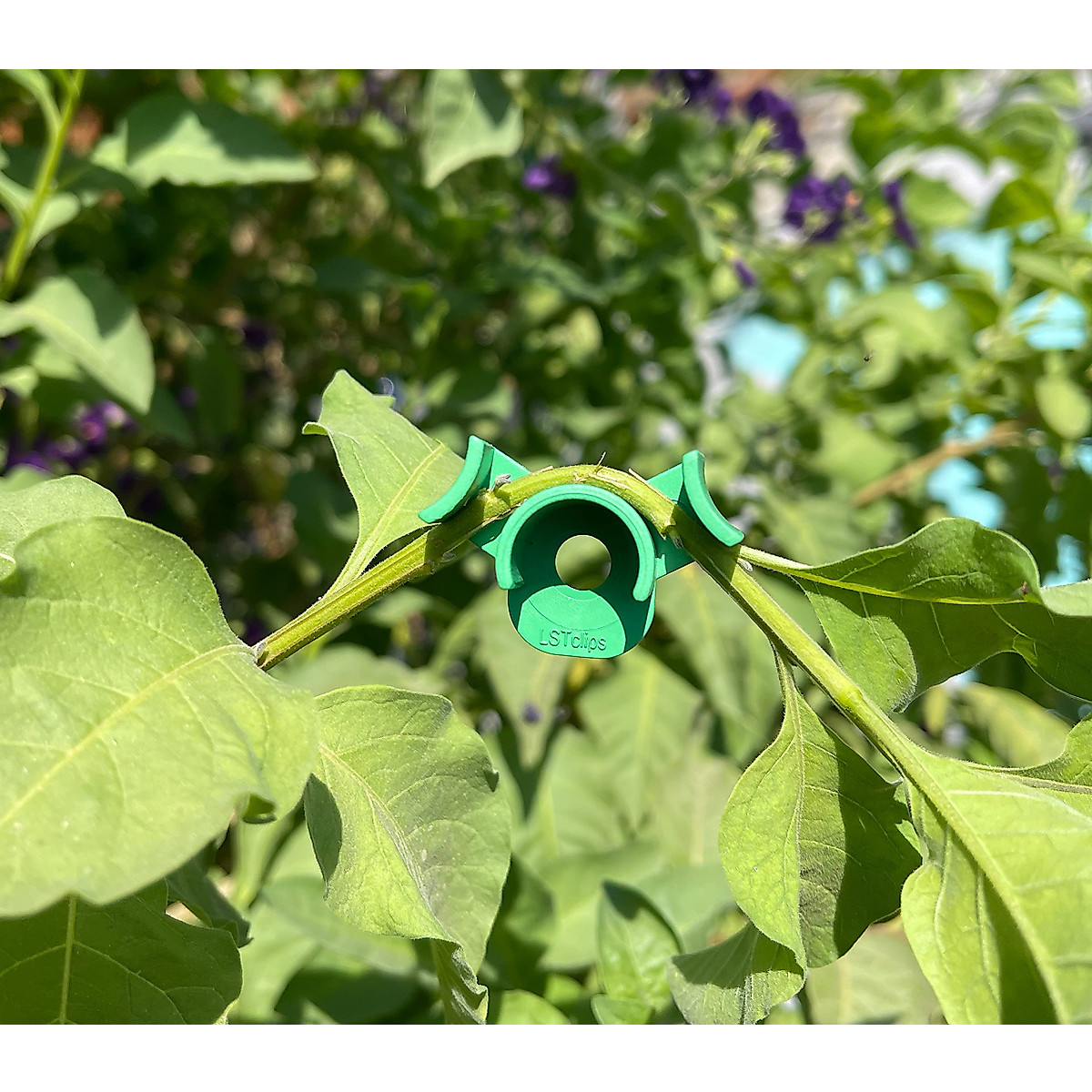 AirTech Home Automation Plant Training Clips, LST Clips for Low Stress Training Plant Stem Support, 90 Degree Angle Plant Clips, Made in California USA, 30pk Green