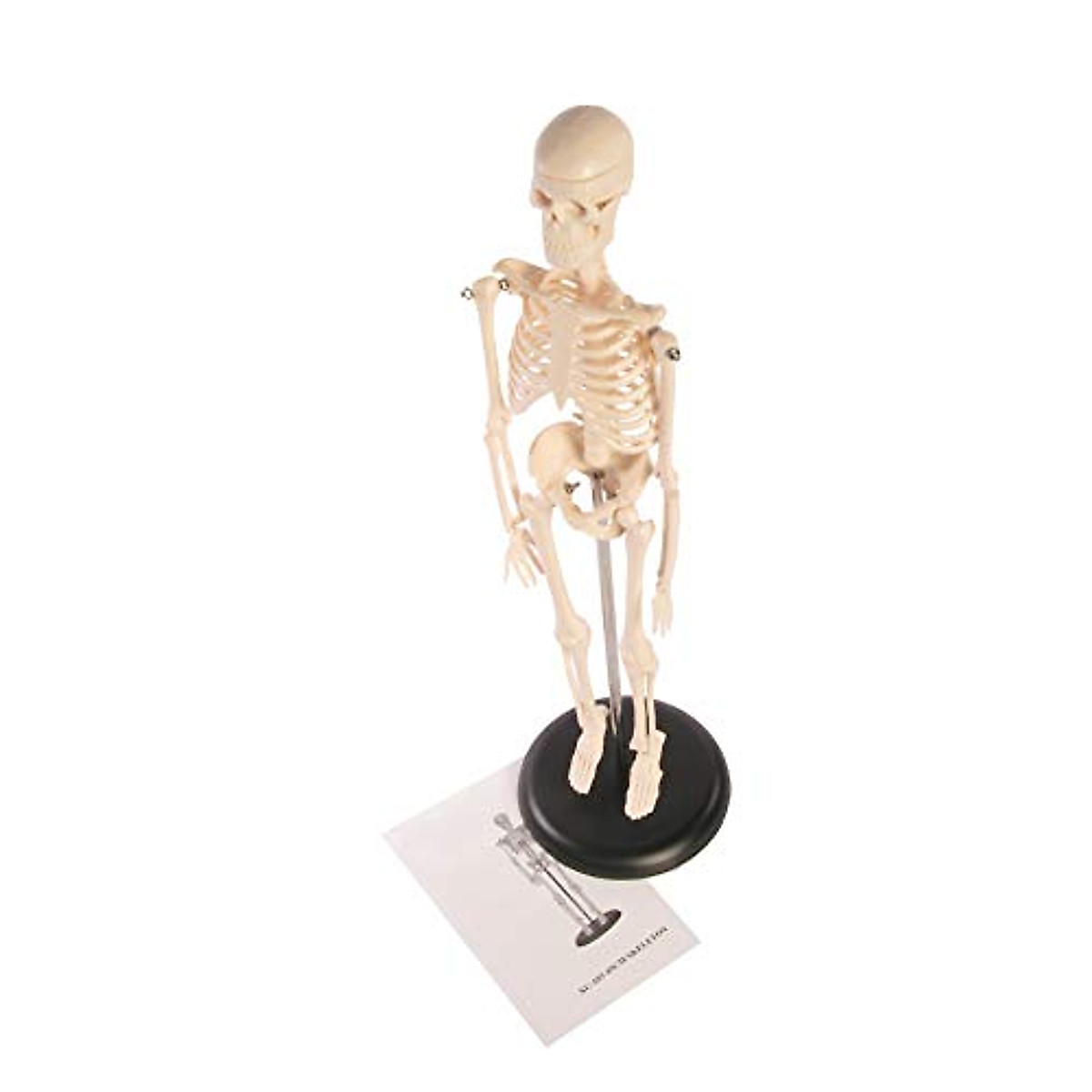 American Educational Skeleton Model, 17" Height