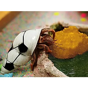 Constantia Pets Hermit Crab Real Sea Sponges - 5 Pack Unbleached, Provides Nutrients, Safer Drinking and Helps Maintain Habitat Tank Humidity