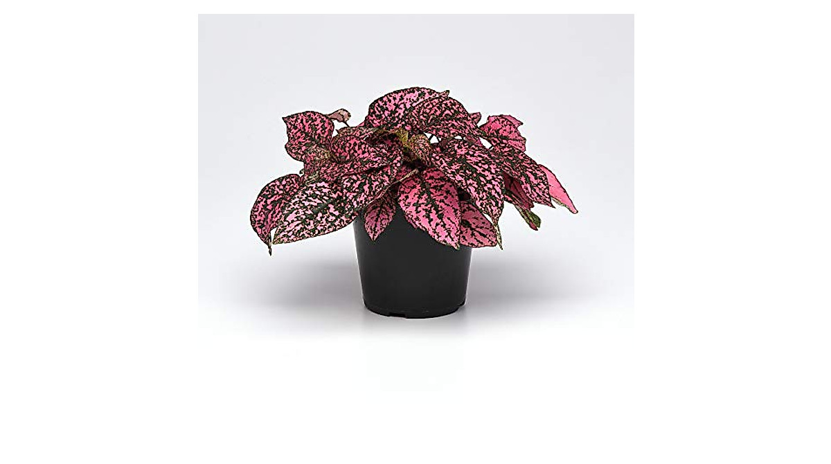 Vibrant Hypoestes Splash Rose Seeds | Easy Shade Garden Plant