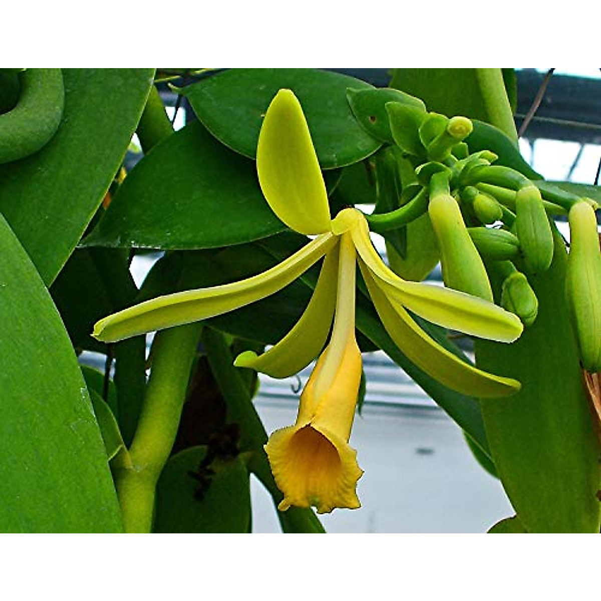 Vanilla Planifolia Orchid Cutting 2 Feet Tall Live in Pot Outdoors Planting Ornaments Perennial Garden Simple to Grow Pots Gifts