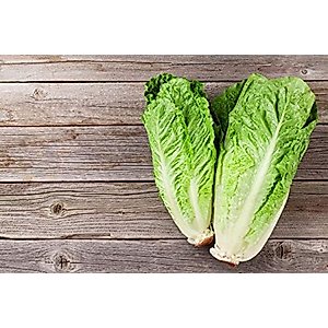 OldLadyRenee: 500+ Lettuce, Romaine-Parris Island Seeds