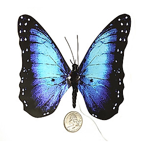 Flexinol Moving Butterfly (Blue Morpho)