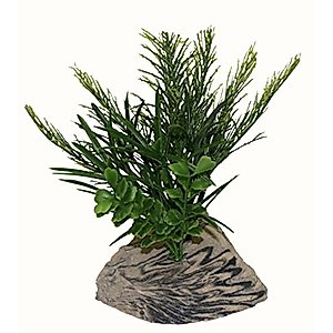 Rock Garden Natural Green Plant with Decorative Resin Base, 6"