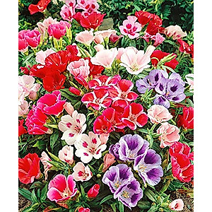 Seeds Satin Flower (Godetia) Mix Large Flower Indoor Garden Beautiful Flowers Annual for Planting Non GMO