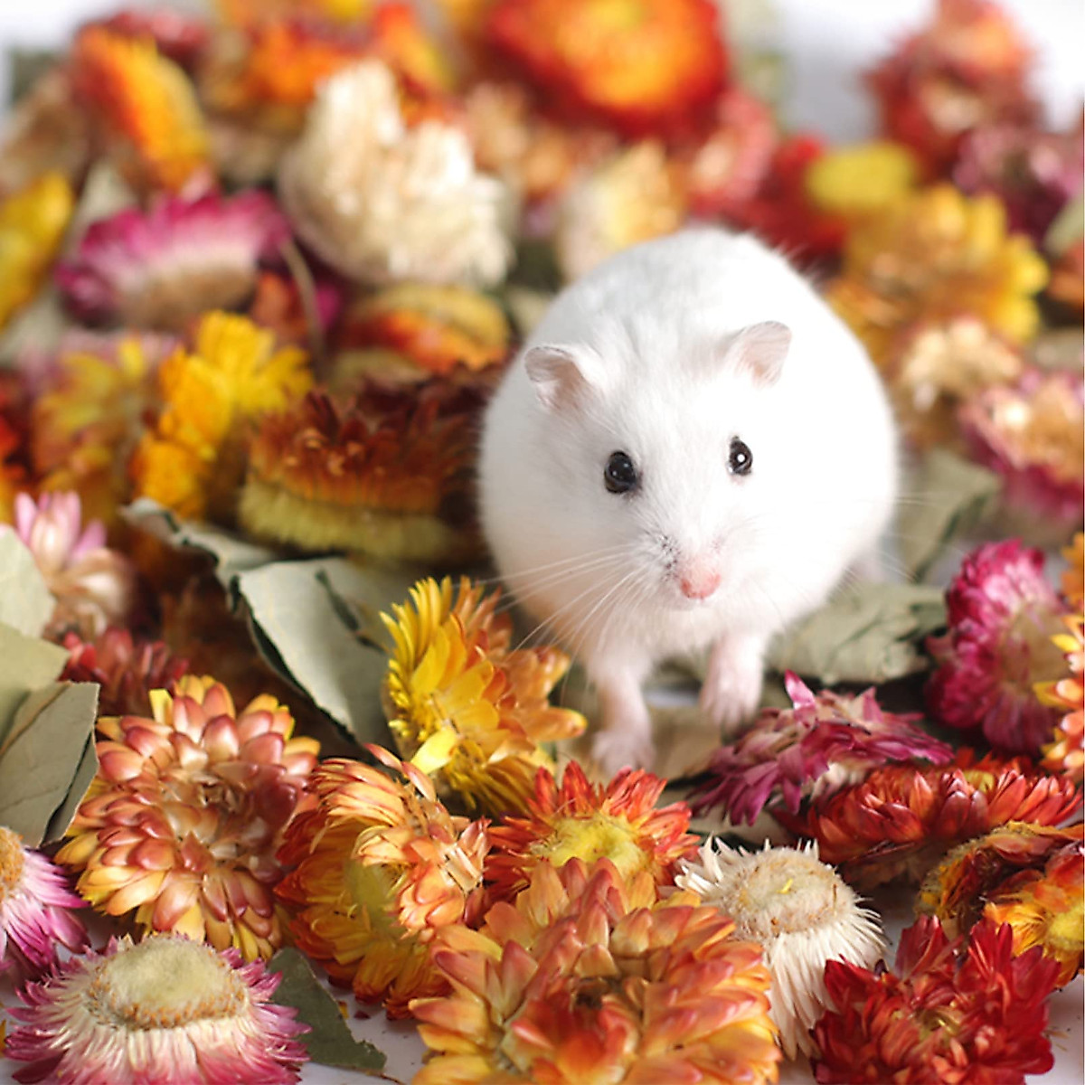 PINVNBY Hamster Bedding, 7OZ Natural Flower Small Pet Bedding for Hamsters, Gerbils, Mice, Lemming, Degus