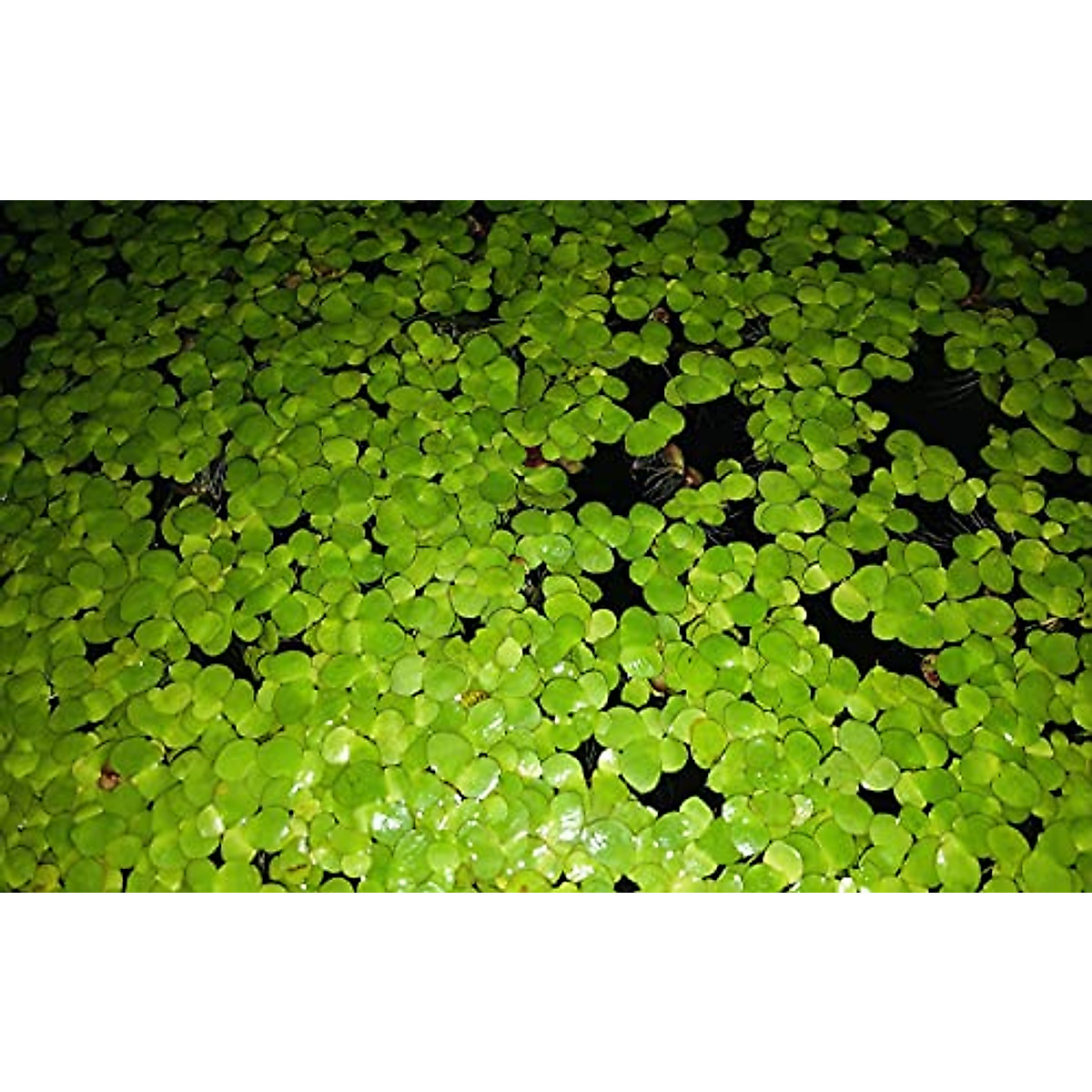 40+ Giant Duckweed (Spirodela polyrhiza) Live Floating Plants for Aquarium or Pond by TMDFishKeeping