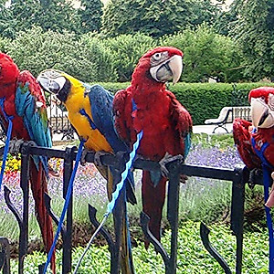 GFHFG Pet Bird Harness and Leash,Adjustable Parrot Bird Harness Leash - Pet Anti-Bite Rope Harness and Leash(M)