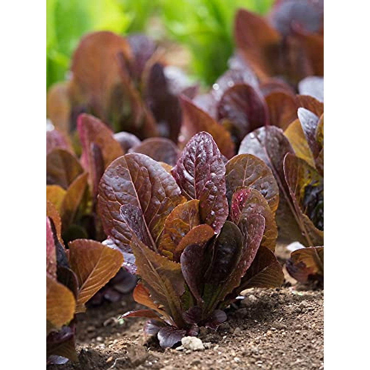 Rouge D'hiver Romaine Lettuce Seeds for Planting, 1000+ Heirloom Seeds Per Packet, (Isla's Garden Seeds), Non GMO Seeds, Botanical Name: Lactuca Sativa, Great Home Garden Gift