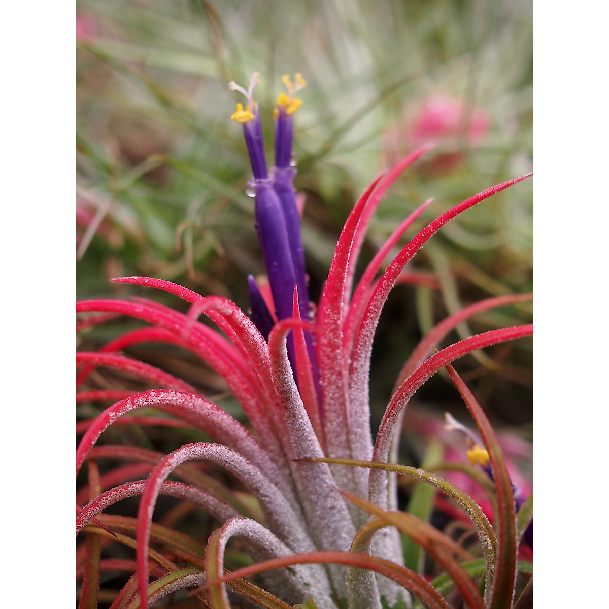 Live Tillandsia Ionantha Fuego 2" - 3" Air Plant Fast Growing, Easy Care, Low Maintenance, Indoor or Outdoor by Awesome Industries (1 Pack Fuego XL)
