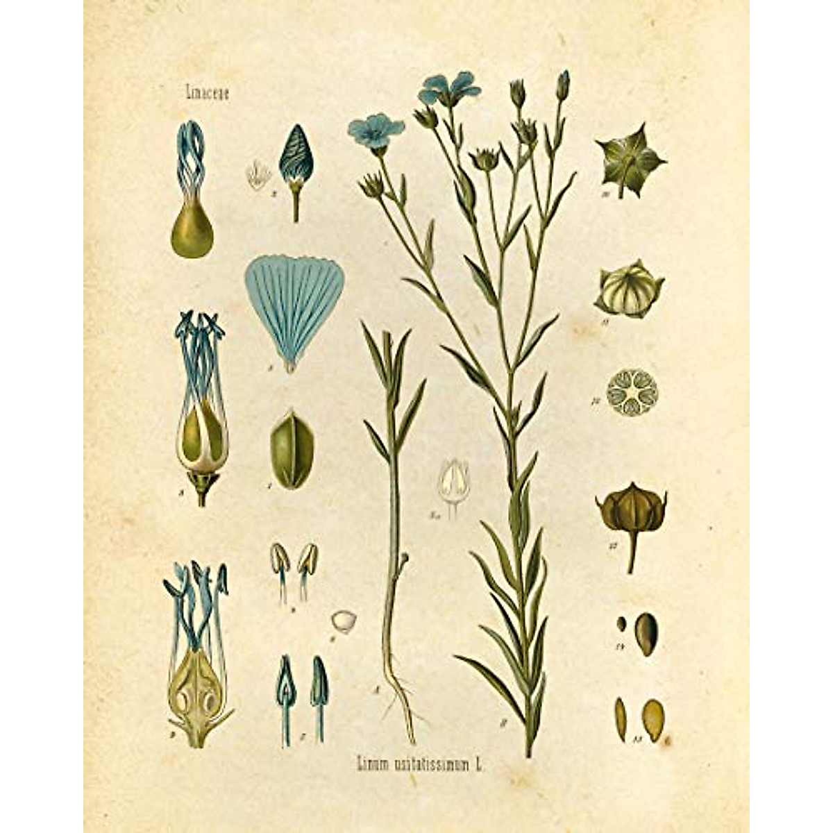 Botanical Prints Wildflower Prints Floral Wall Art - Set of 6 - 8x10 - Unframed