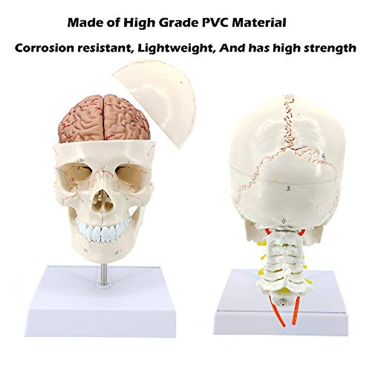 Altratech Human Skull Model Life-Size with Brain Removable Skullcap Professional Grade Anatomical Skull Model for Science Education, with Base (Life-Size with Base)