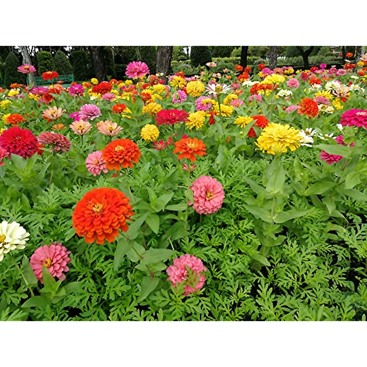 "State Fair Mix" Zinnia Flower Seeds for Planting, 100+ Seeds Per Packet, (Isla's Garden Seeds), Non GMO & Heirloom Seeds, Scientific Name: Zinnia elegans, Great Home Garden Gift
