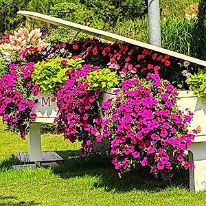 1000+ Petunia Seeds Mixed - 8 Colored Flower Annual Petunia Climbing Flower Seeds for Hanging Basket