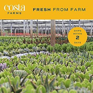 Costa Farms Aloe Vera Plant, Live Succulent, Easy Care Indoor Houseplant in Grower Pot, Room Air Purifier, Tabletop, Office, Desk or Home Décor, Housewarming, Garden Gift, 10-Inches Tall