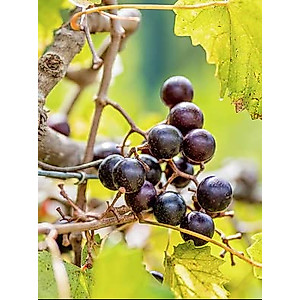 20 Red Noble Muscadine Grape Vine Cuttings Planting Ornaments Garden Perennials Simple to Grow Pots Gift