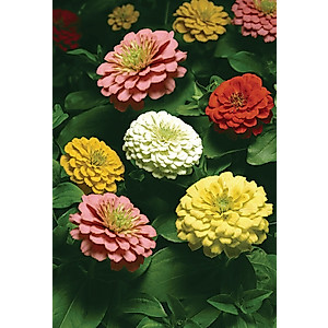Burpee Big Tetra Mix Zinnia Seeds 65 seeds