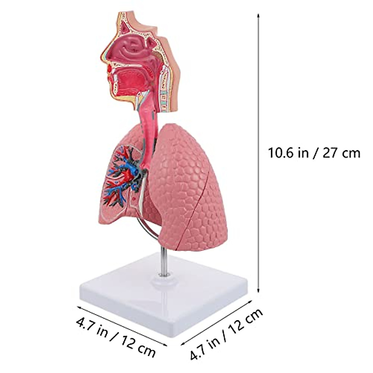 VILLCASE Human Nasal Cavity Throat Anatomy Model, Human Lung Model, Respiratory System Lung Model Teaching Tool, for Students Study Display Teaching Model