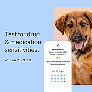 Wisdom Panel Breed Discovery Dog DNA Kit: Most Accurate Dog Breed Identification, Test for 350+ Breeds, MDR1 Health Test, Ancestry, Relatives