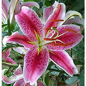5 Stargazer Lily Bulbs for Planting Perennial, Lily Bulbs for Spring Planting, Lilies Flower Bulbs Outdoors Garden