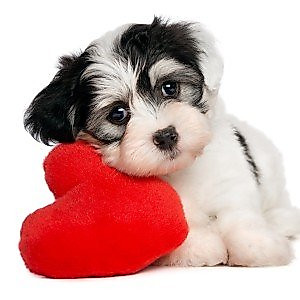 PET SUPPLEMENTS Dog Protein Supplement - Omega 3 - Advanced Complex - Health & Wellness - for Dogs - Dog Skin and Coat - 3 Bottle (540 Softgels)