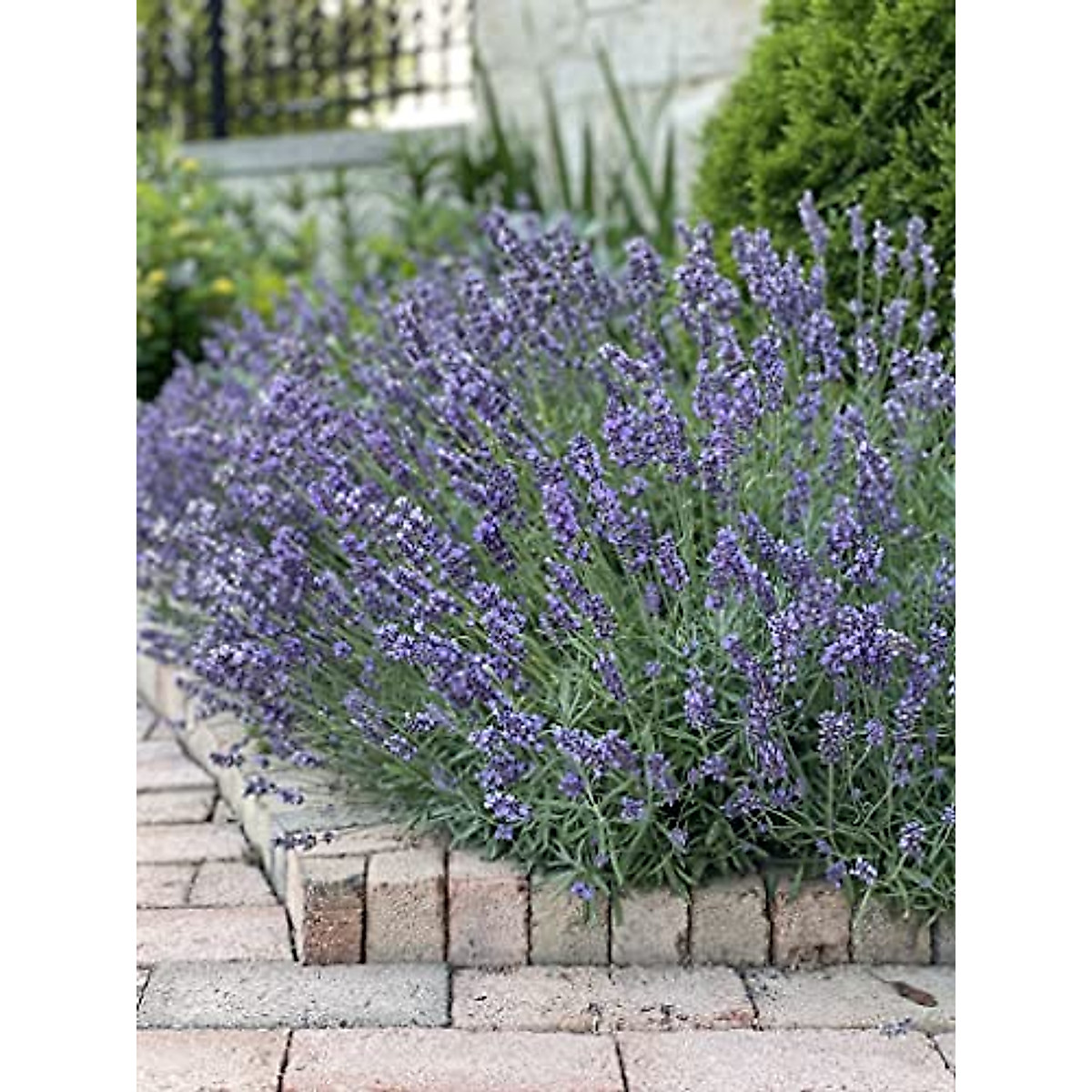 Sereniseed Certified Organic English Lavender Seeds (200 Seeds) – 100% Non GMO, Open Pollinated – Grow Guide
