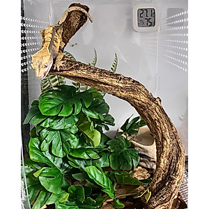 Woyrise Reptile Artificial Plants for Terrarium, Amphibian Habitat Decor Plant, Bearded Dragon Tank Decorations fit Gecko Lizard Chameleon Ball Python Snake Frog - Monstera Bush